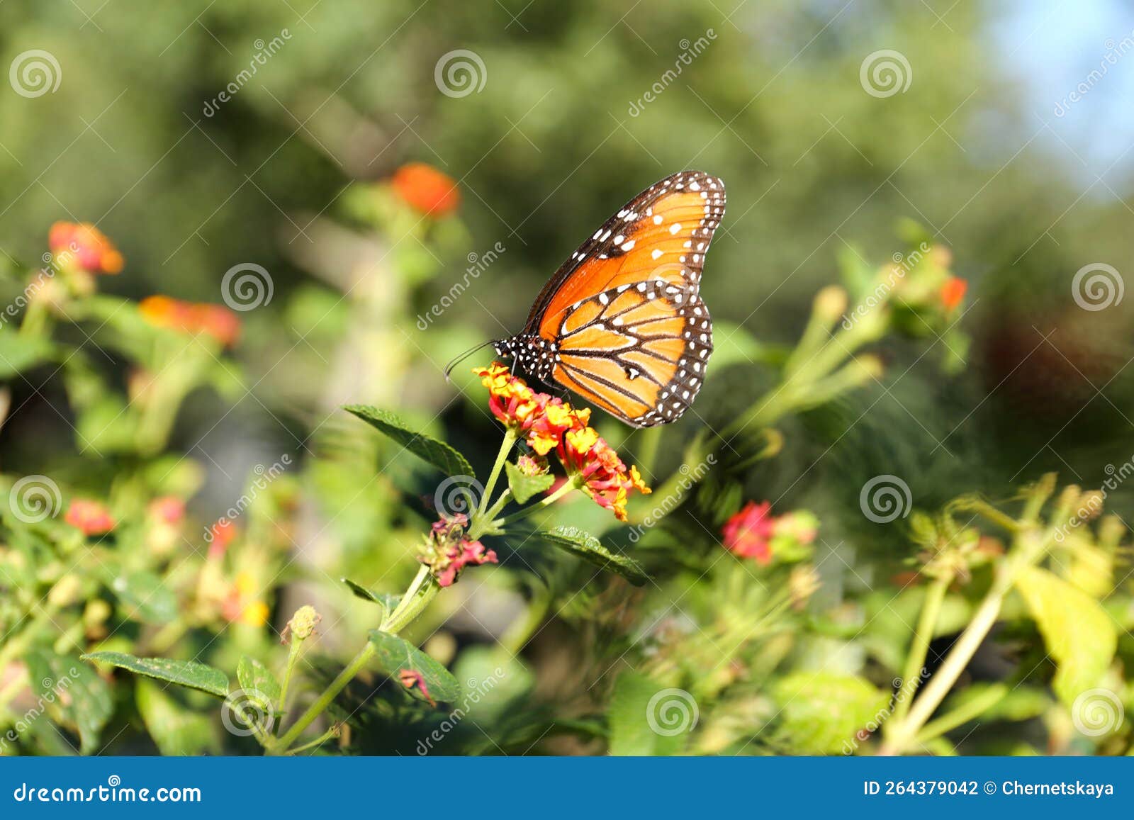 Beautiful Orange Monarch Butterfly on Plant Outdoors Stock Photo ...