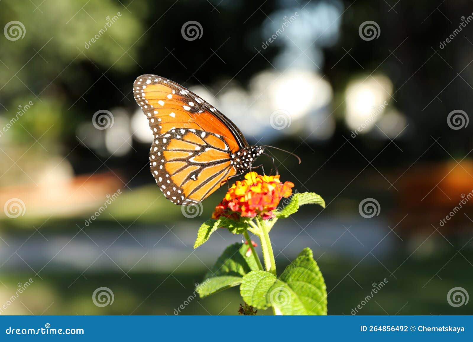 Beautiful Orange Monarch Butterfly on Plant Outdoors Stock Photo ...