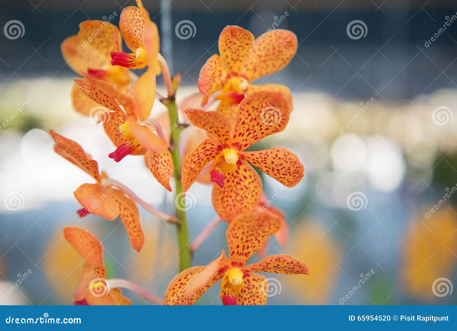 Beautiful Orange Orchids Flower Tree Stock Photo - Image of nature ...