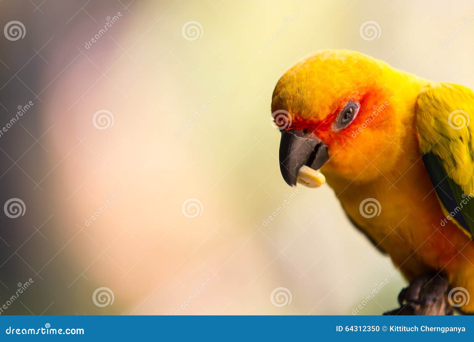 Beautiful Orange Parrot Eating Stock Photo - Image of face, feathers ...