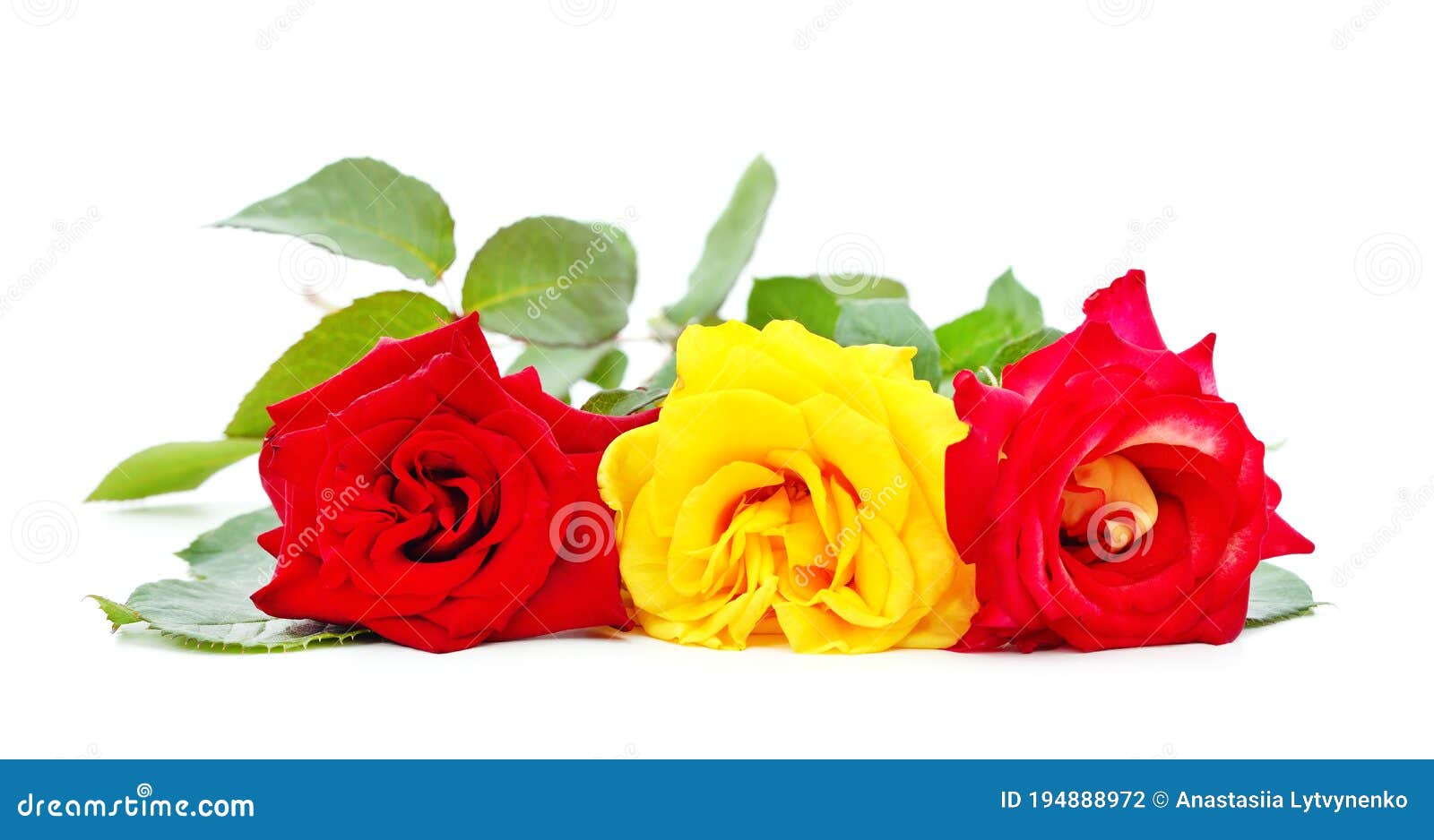 Beautiful Orange and Red Roses Stock Photo - Image of love, village ...