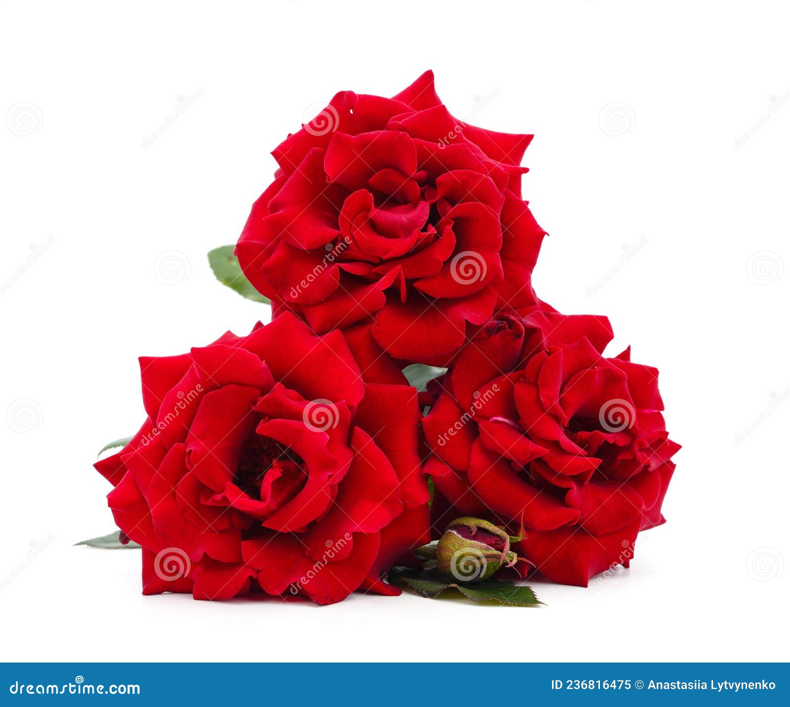 Beautiful Orange and Red Roses Stock Image - Image of gentle, white ...