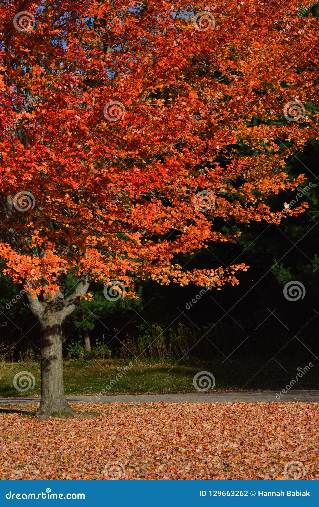 Orange Red Tree in Fall stock photo. Image of autumn - 129663262