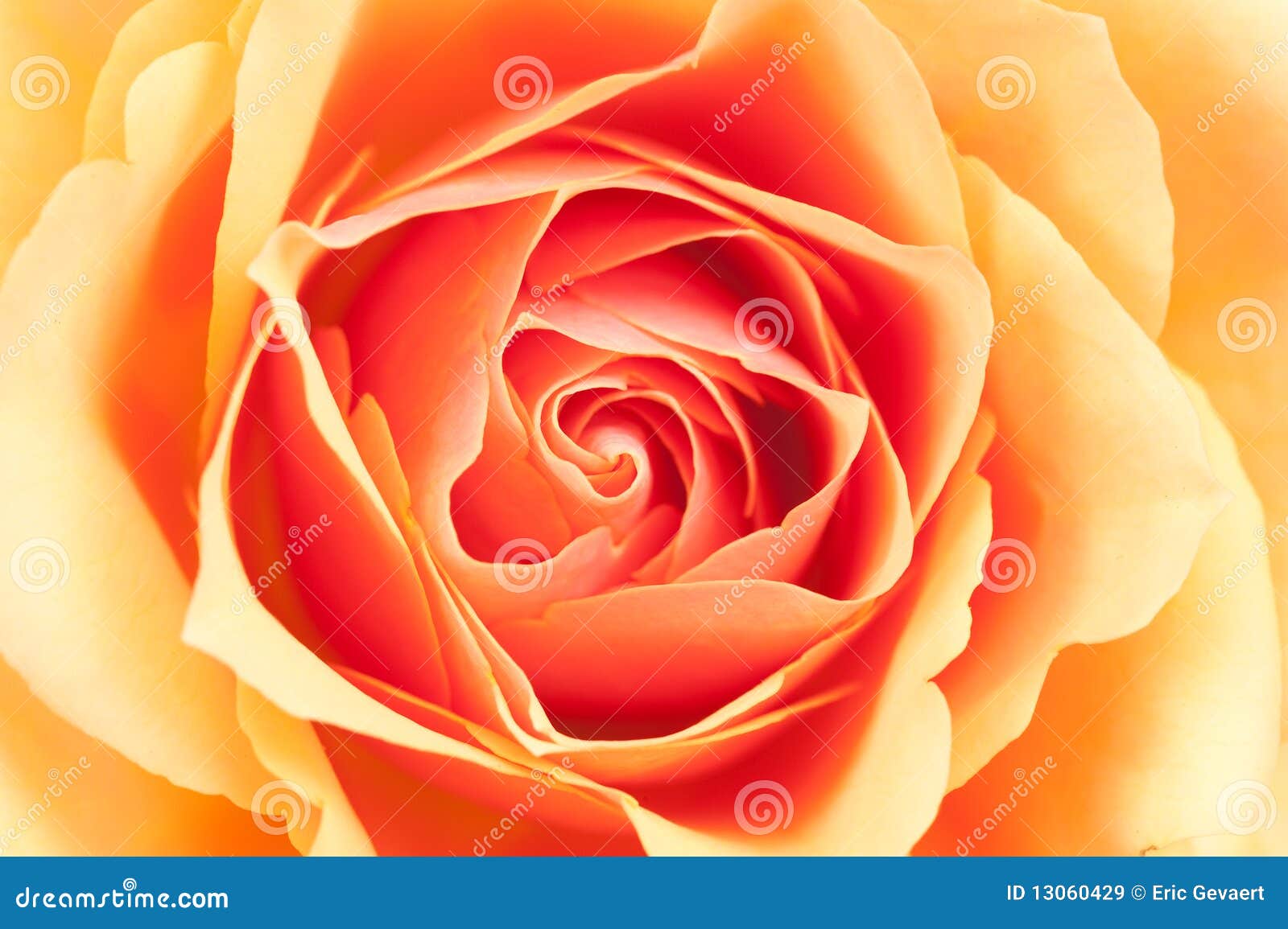 Beautiful orange rose stock image. Image of petal, decoration - 13060429