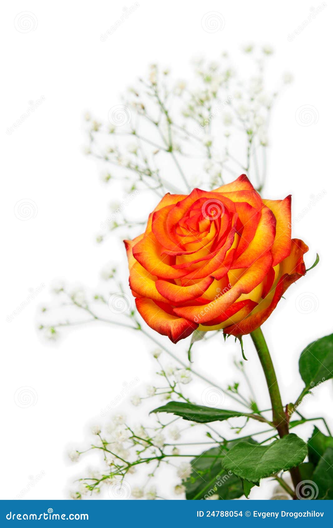 Beautiful orange rose stock photo. Image of bright, flower - 24788054