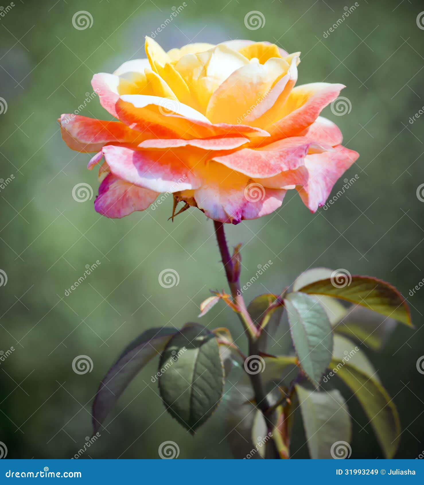 Beautiful orange rose stock image. Image of petals, gift - 31993249