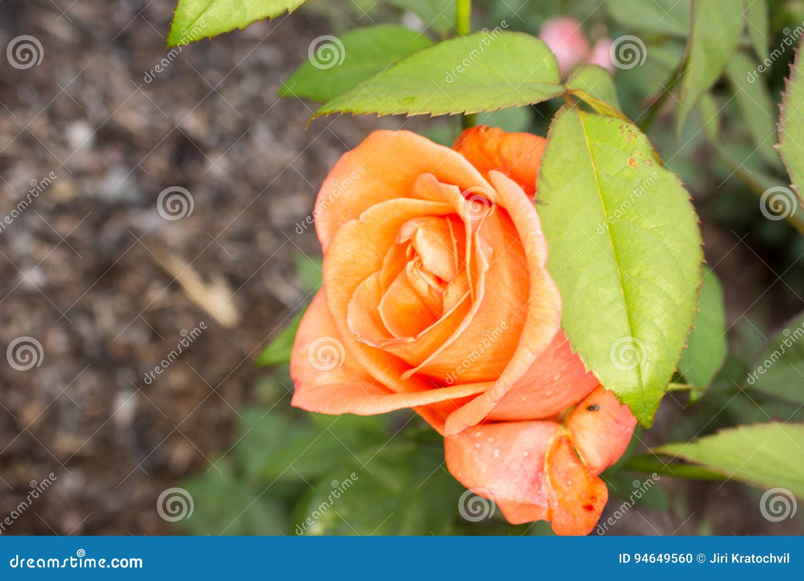 Beautiful Orange Rose in the Garden Stock Photo - Image of beautiful ...