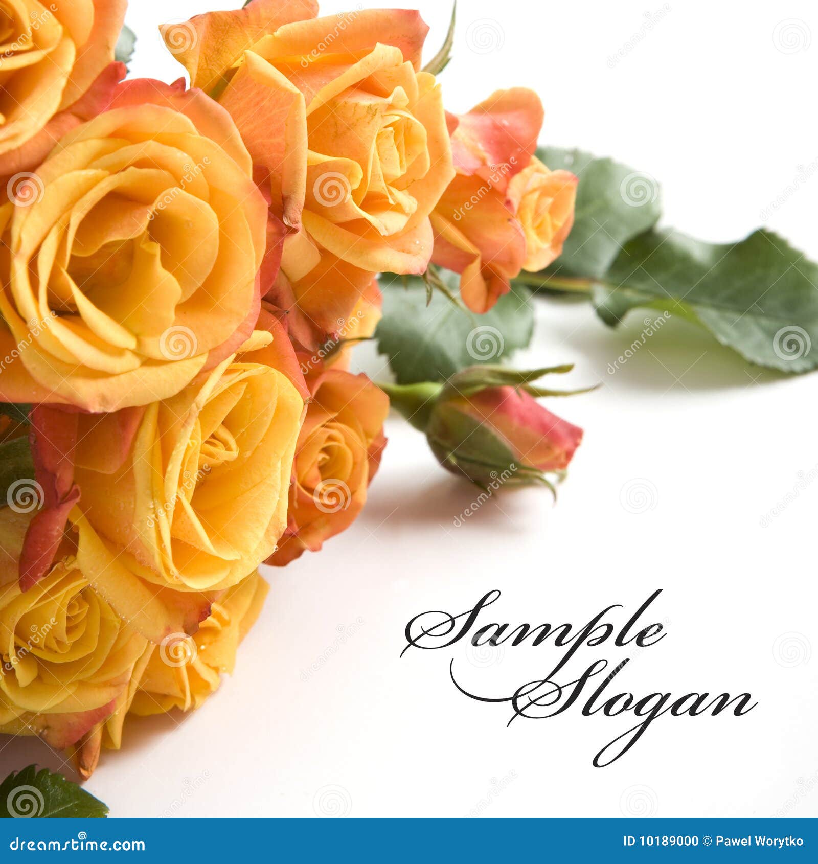 Beautiful orange roses stock photo. Image of closeup - 10189000