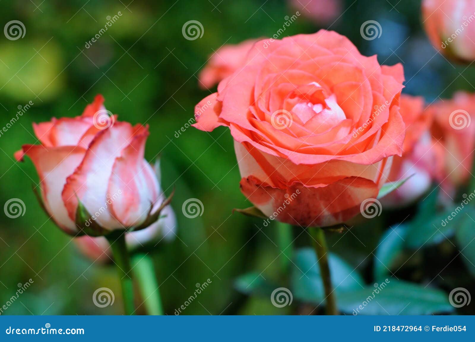Beautiful Orange Roses stock photo. Image of garden - 218472964