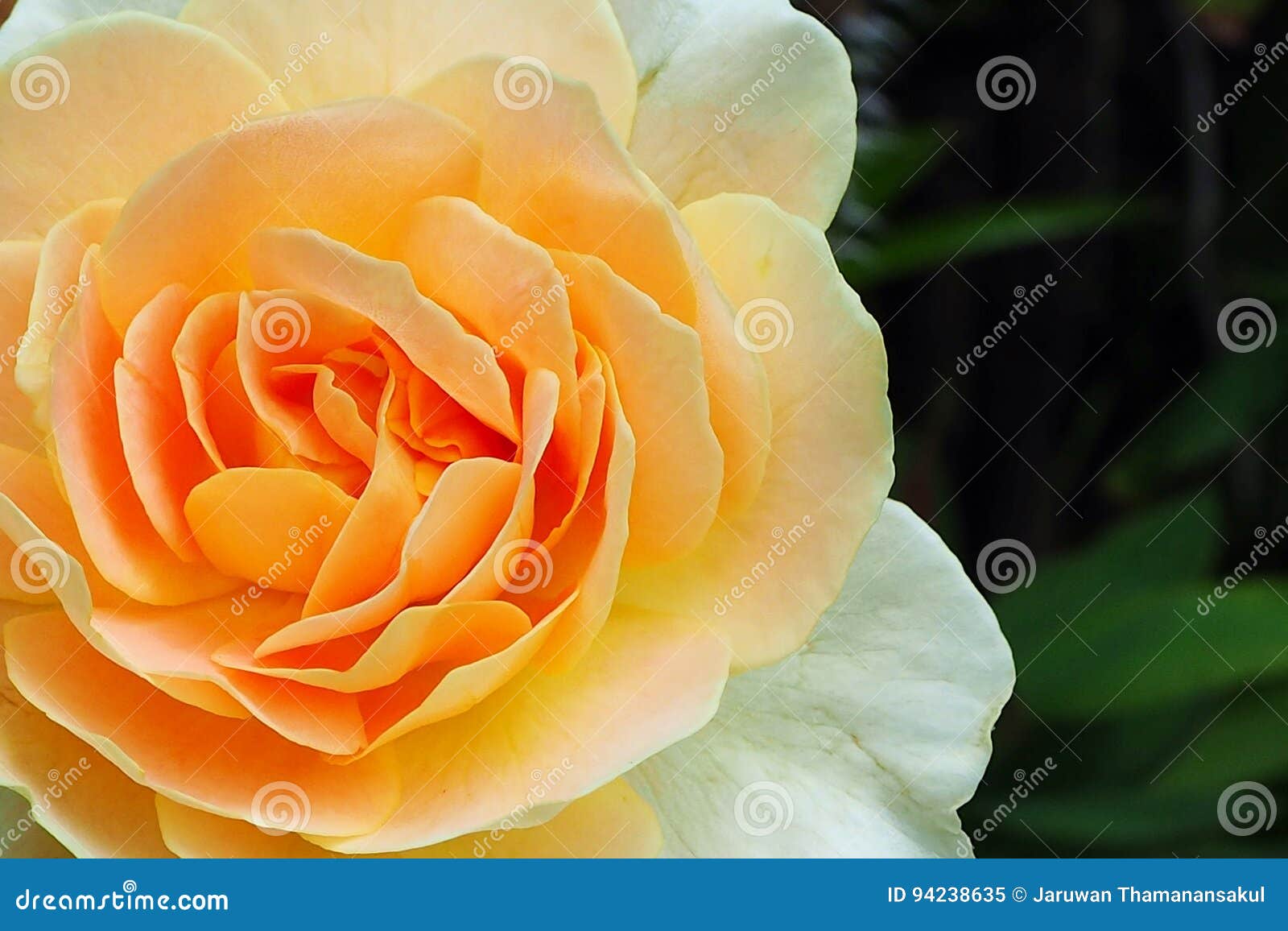 Beautiful orange roses. stock image. Image of flower - 94238635