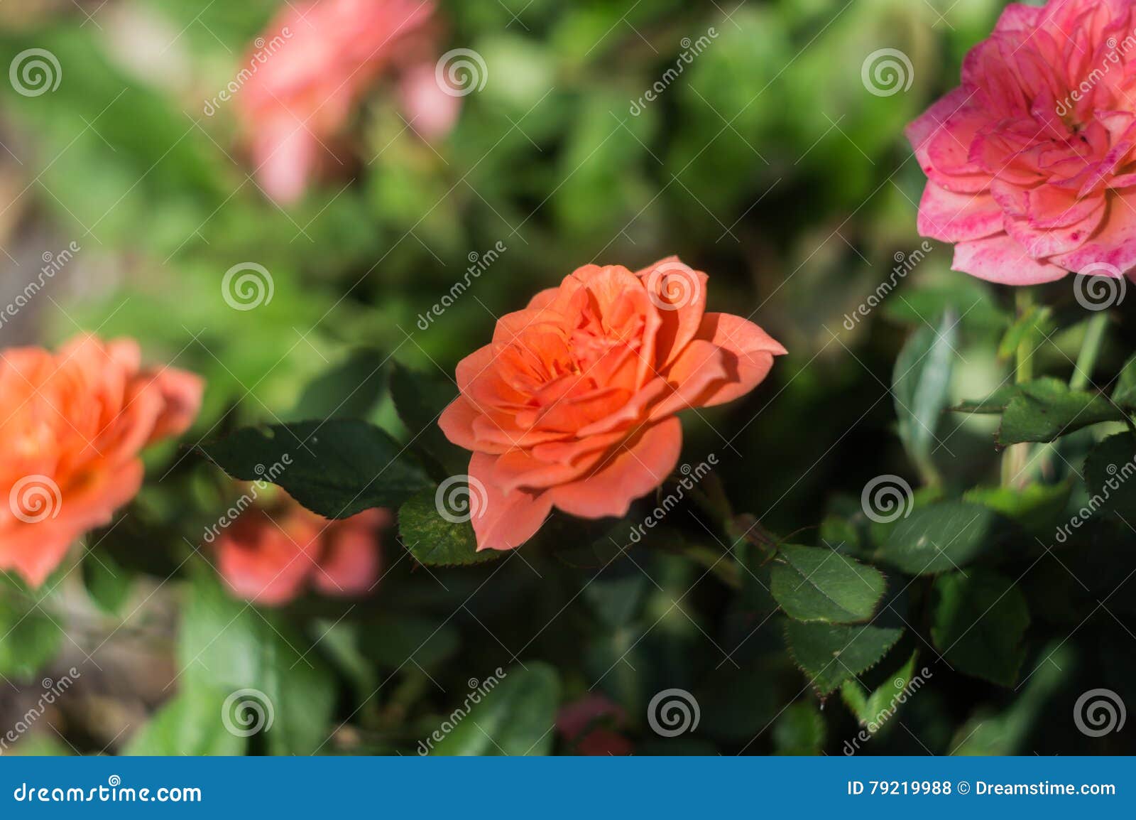 Beautiful Orange Roses in Rose Garden Stock Photo - Image of colorful ...