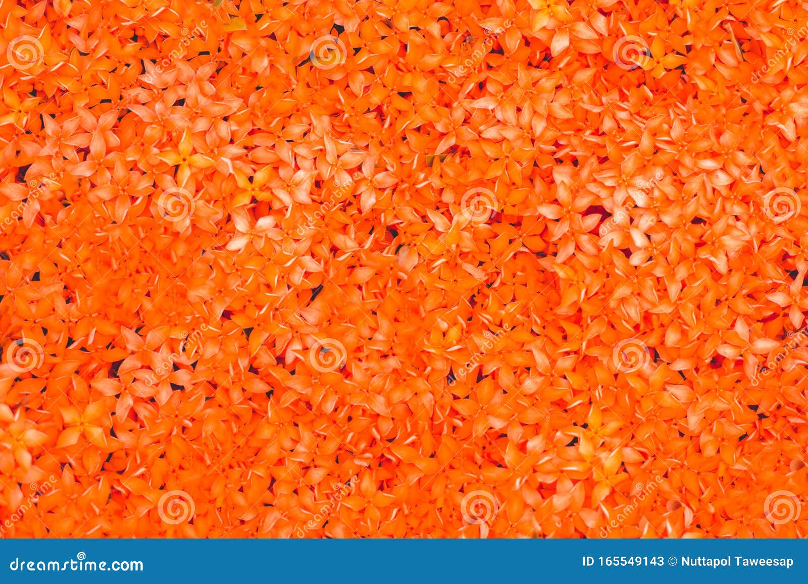Beautiful Orange Spike Flower , Background Image of Spike Flower Stock ...