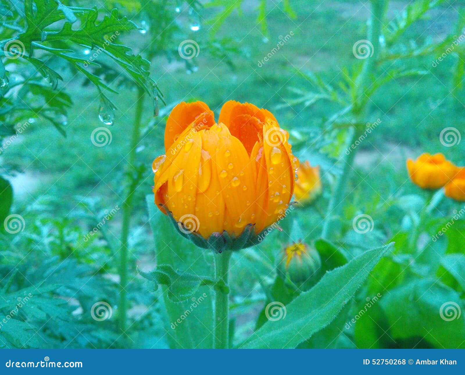 Beautiful Orange Spring Flower ! Stock Photo - Image of fresh, season ...