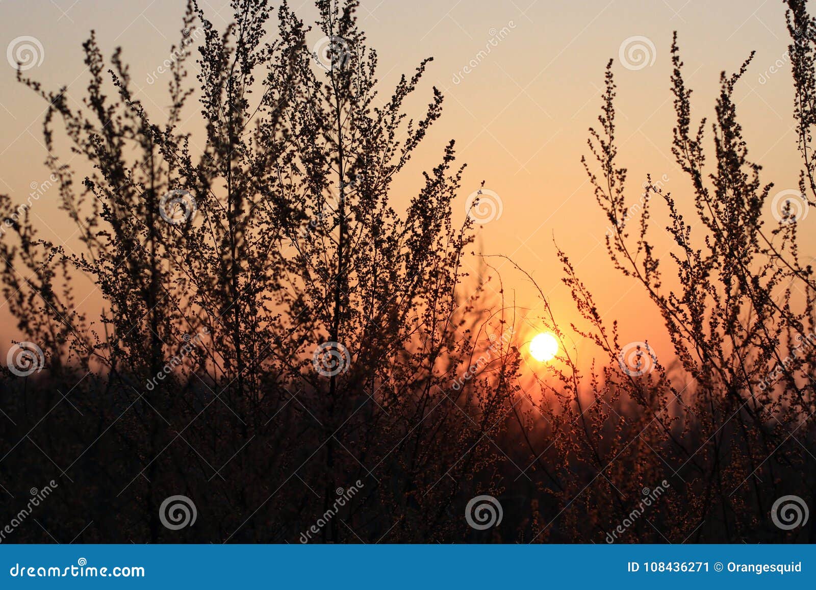 Orange Sunset in the Field. Stock Image - Image of nature, tall: 108436271