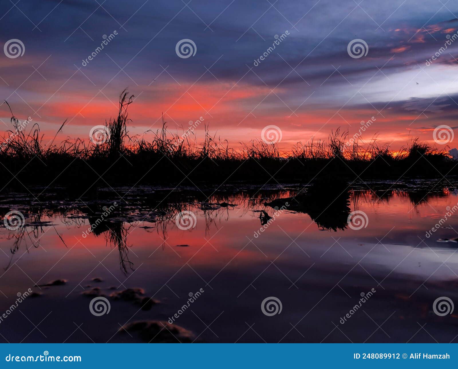 Beautiful Orange Sunset in the Rice Field Stock Photo - Image of ...