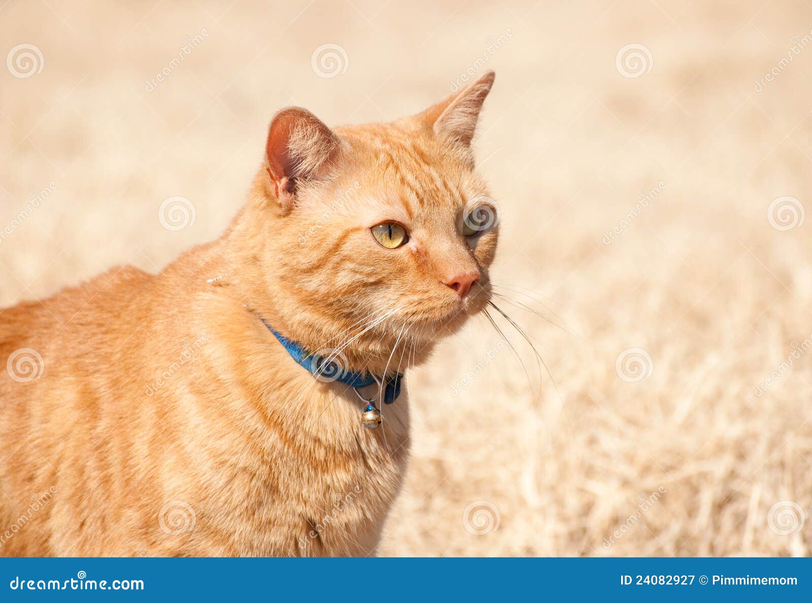 Muted Tabby Stock Photos - Free & Royalty-Free Stock Photos from Dreamstime