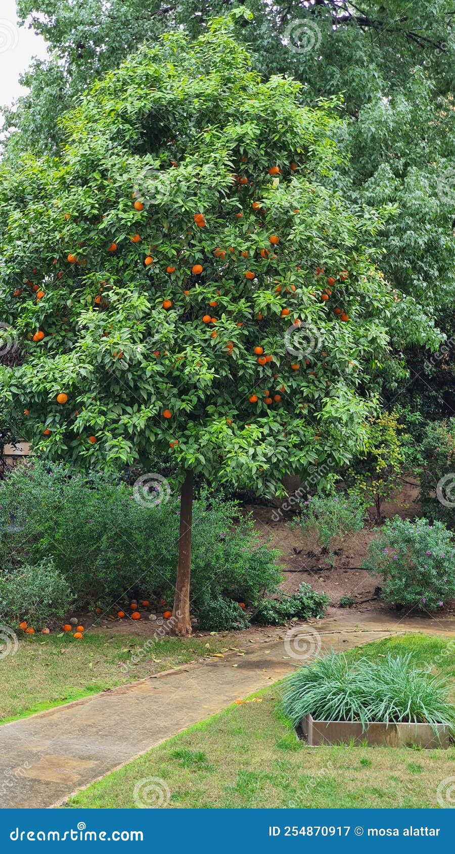 Beautiful Orange Tree in Spain Stock Image - Image of vegetation ...