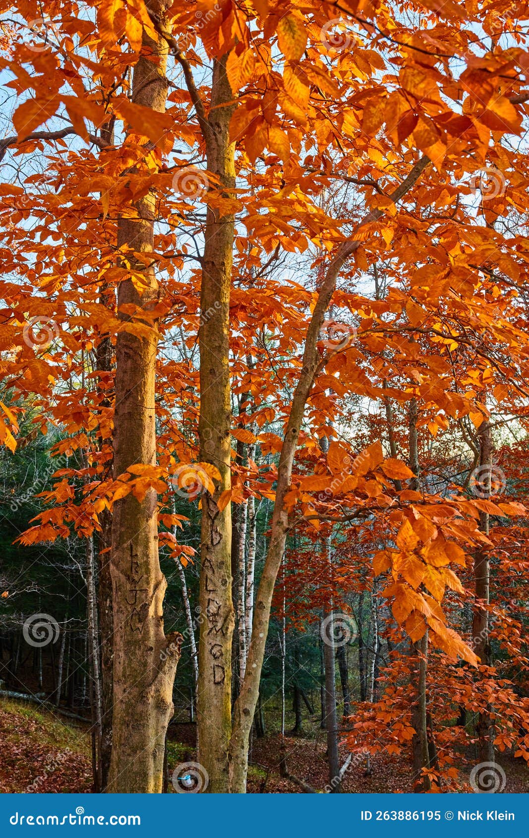 Beautiful Orange Trees in Forest during Late Fall Stock Image - Image ...