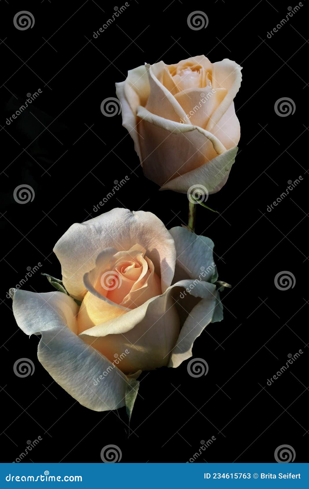 Beautiful Orange White Roses, Isolated on Black Background Stock Image ...