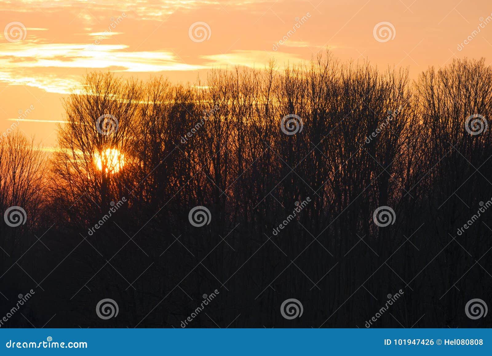 Sun Behind Bare Tree In Black And White Royalty-Free Stock Image ...