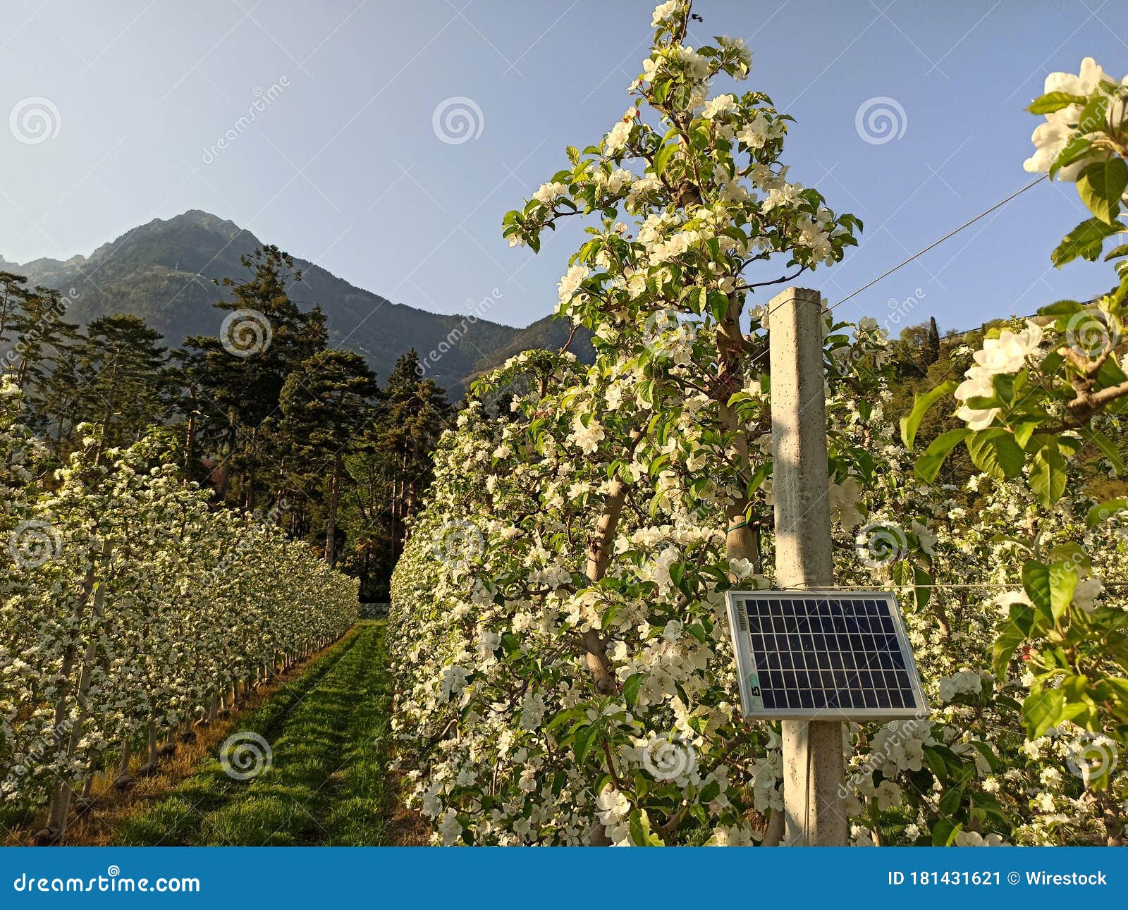 Beautiful Orchard of Apple Trees with Blooming White Flowers and a ...