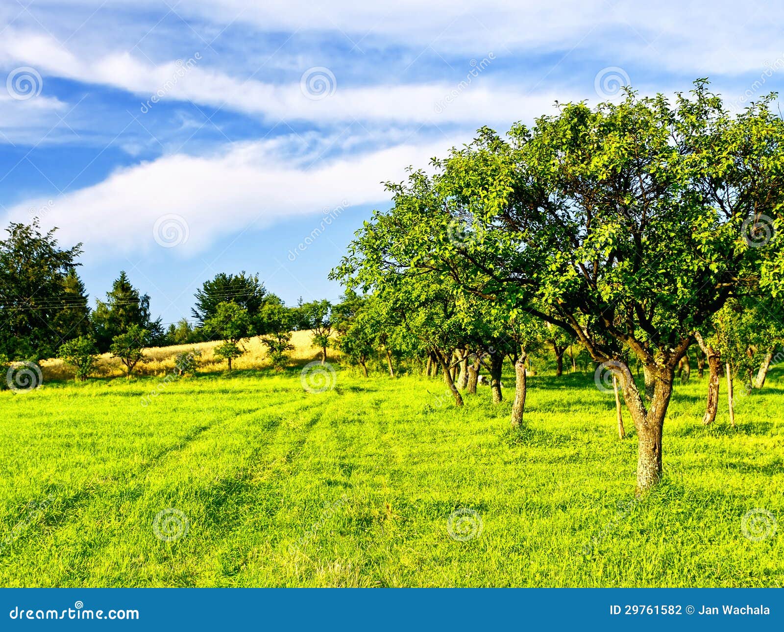 Beautiful spring orchard stock photo. Image of green - 29761582