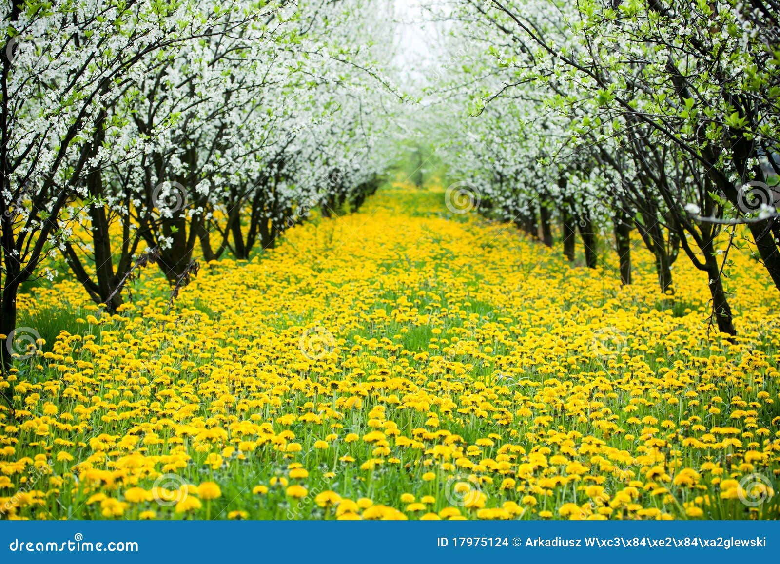 Beautiful Orchard with Yelow Dandelions Stock Photo - Image of green ...