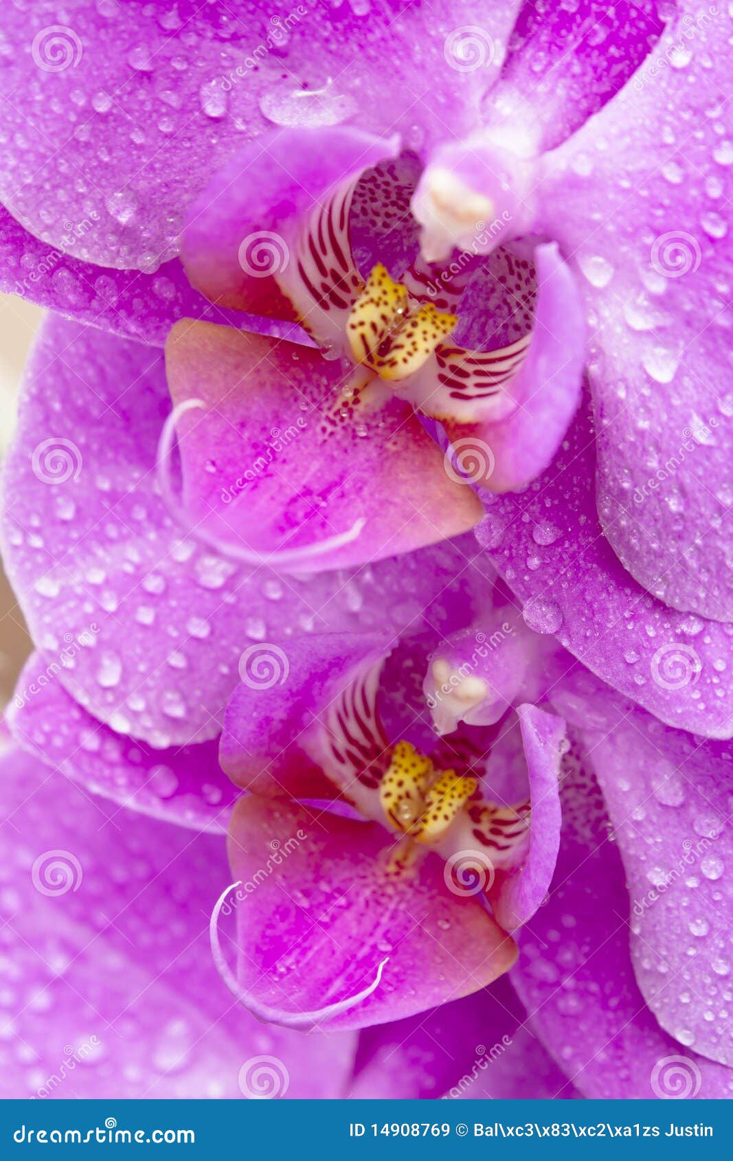 Beautiful Orchid stock image. Image of bright, elegant - 14908769