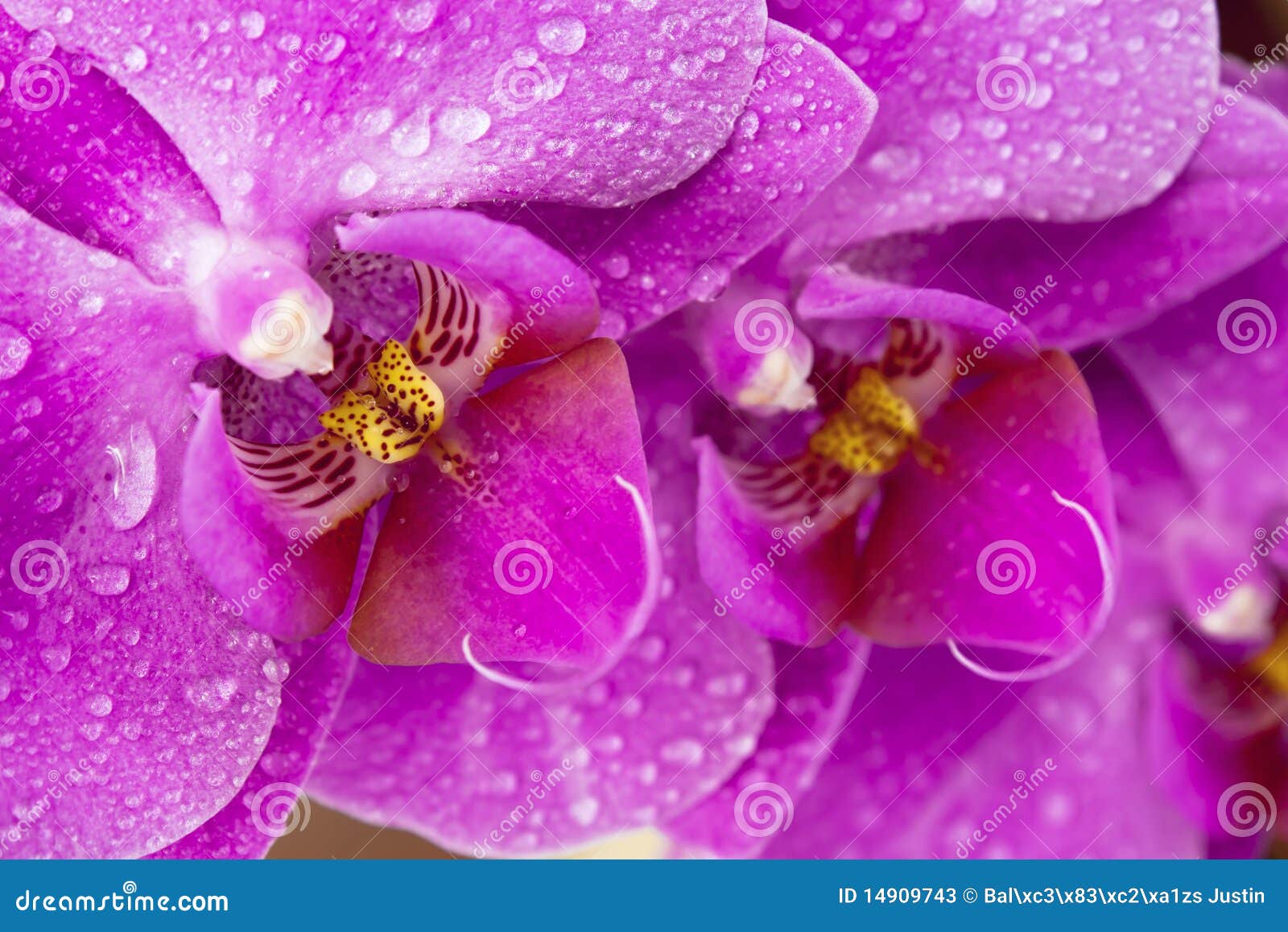Beautiful Orchid stock image. Image of background, flower - 14909743