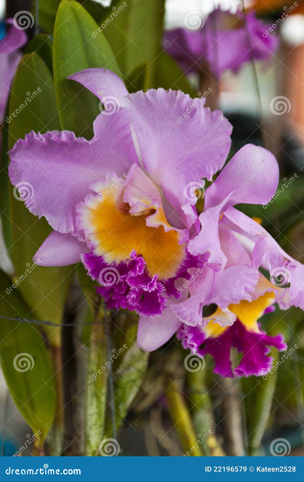 Beautiful orchid stock image. Image of close, garden - 22196579