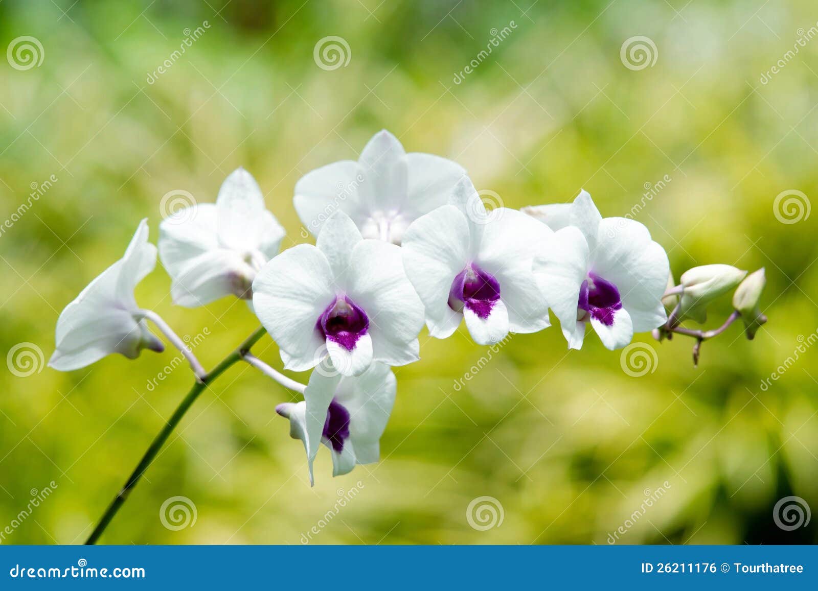 Beautiful orchid stock photo. Image of summer, elegant - 26211176