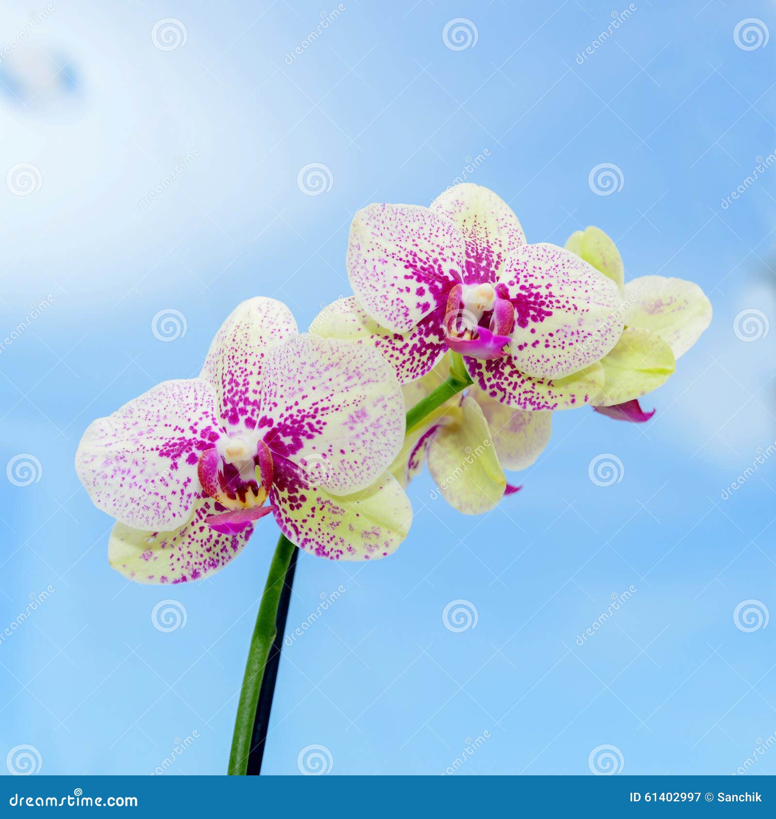Beautiful orchid branch stock image. Image of orchid - 61402997
