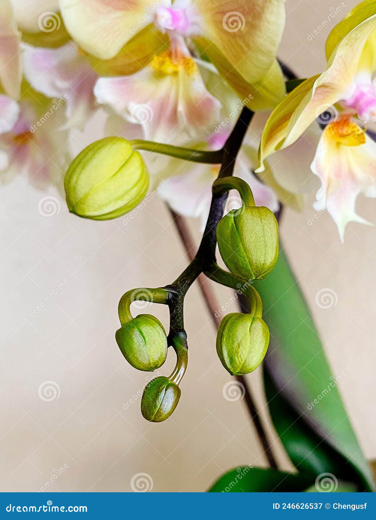 Beautiful Orchid Flower Bud Stock Image - Image of agriculture, apple ...