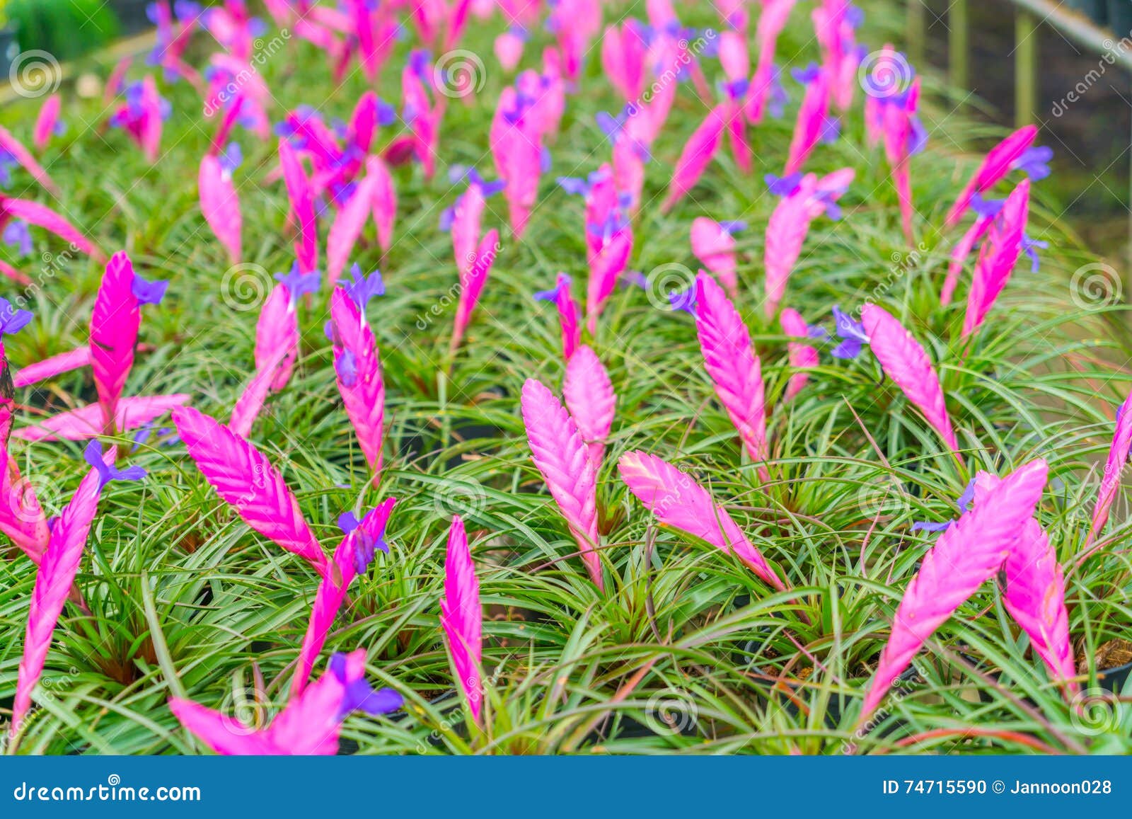 Beautiful orchid field . stock photo. Image of phalaenopsis - 74715590