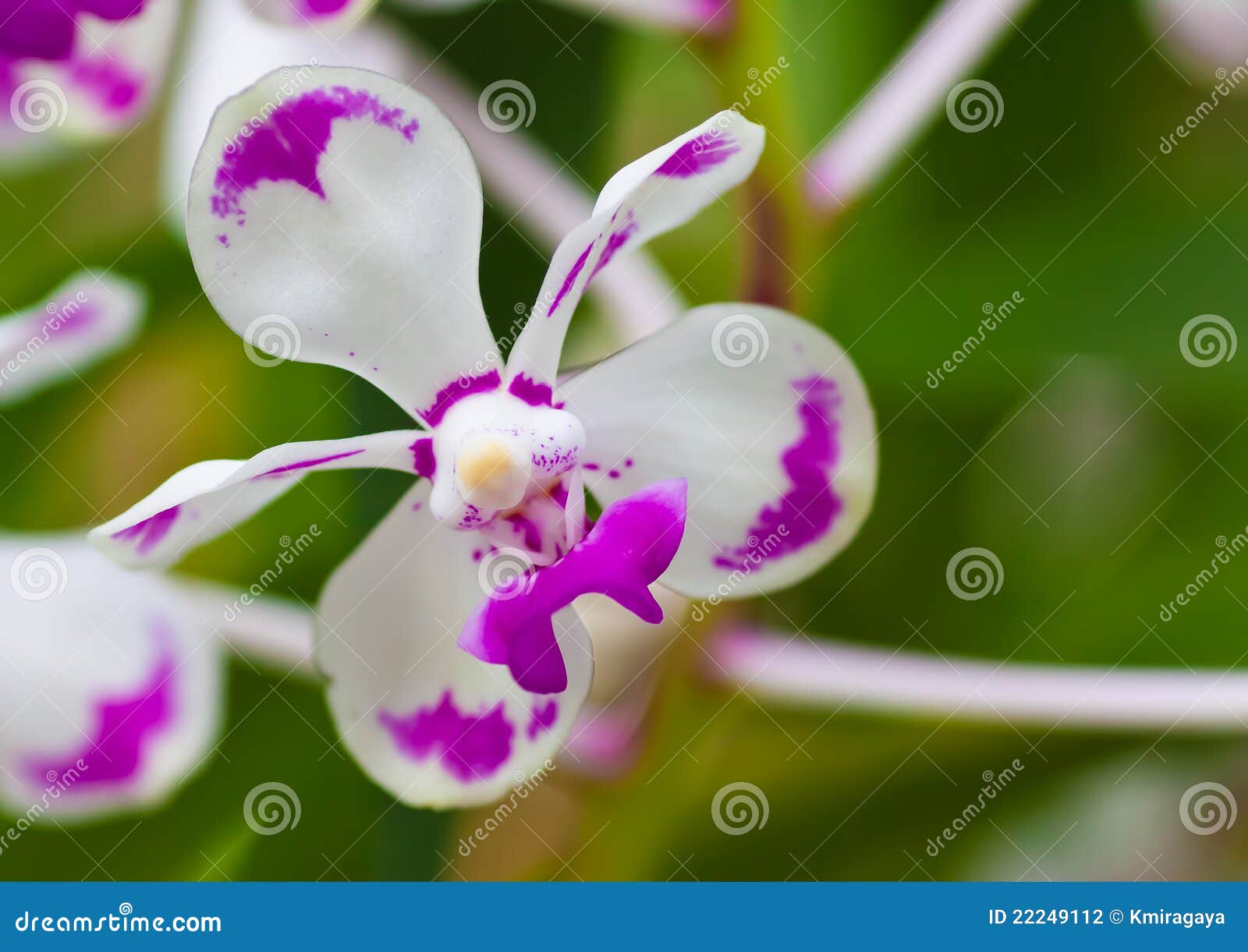 Beautiful orchid flower stock photo. Image of beautiful - 22249112
