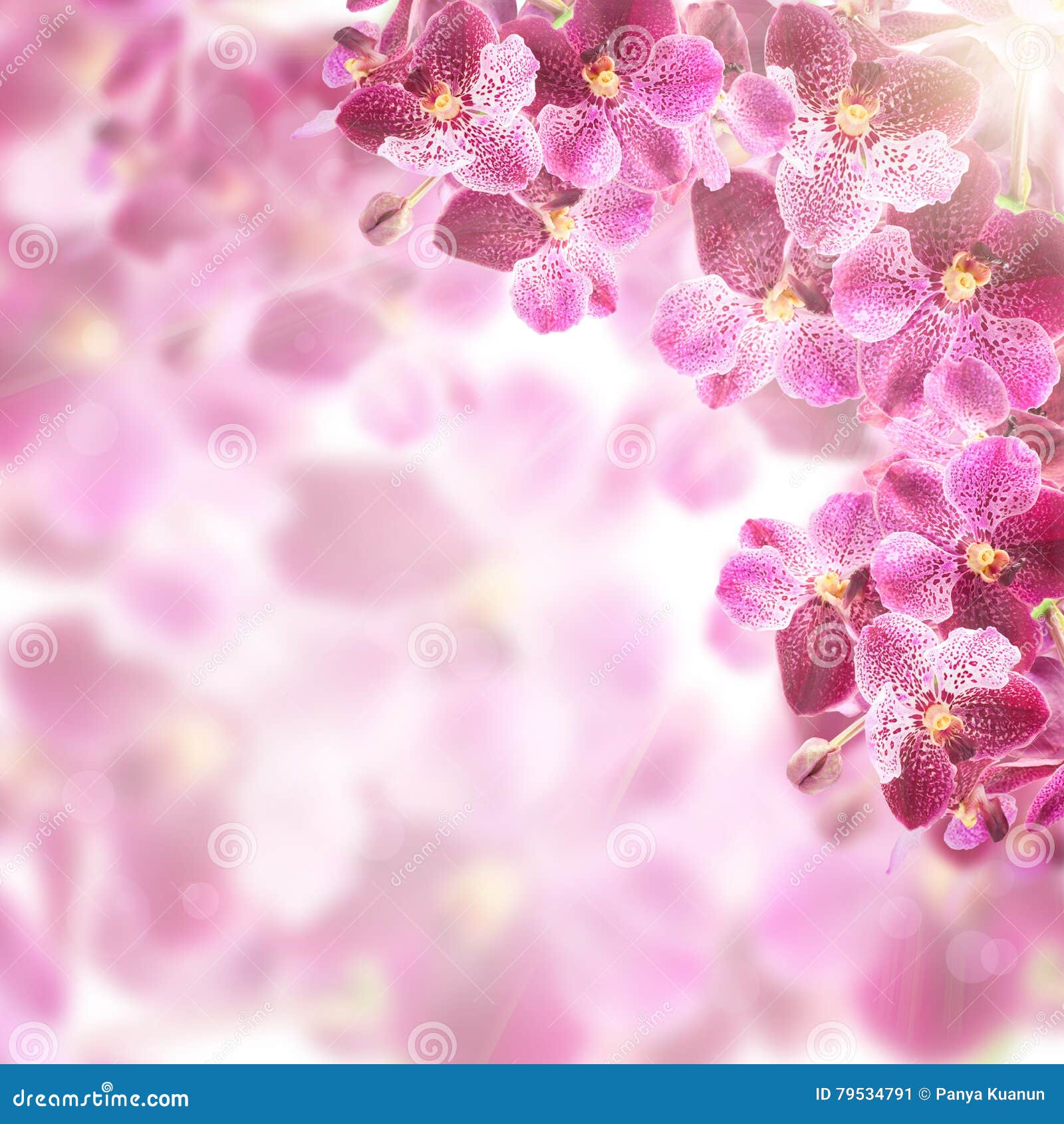 Beautiful Orchid Flower Frame Border Design. Stock Image - Image of ...
