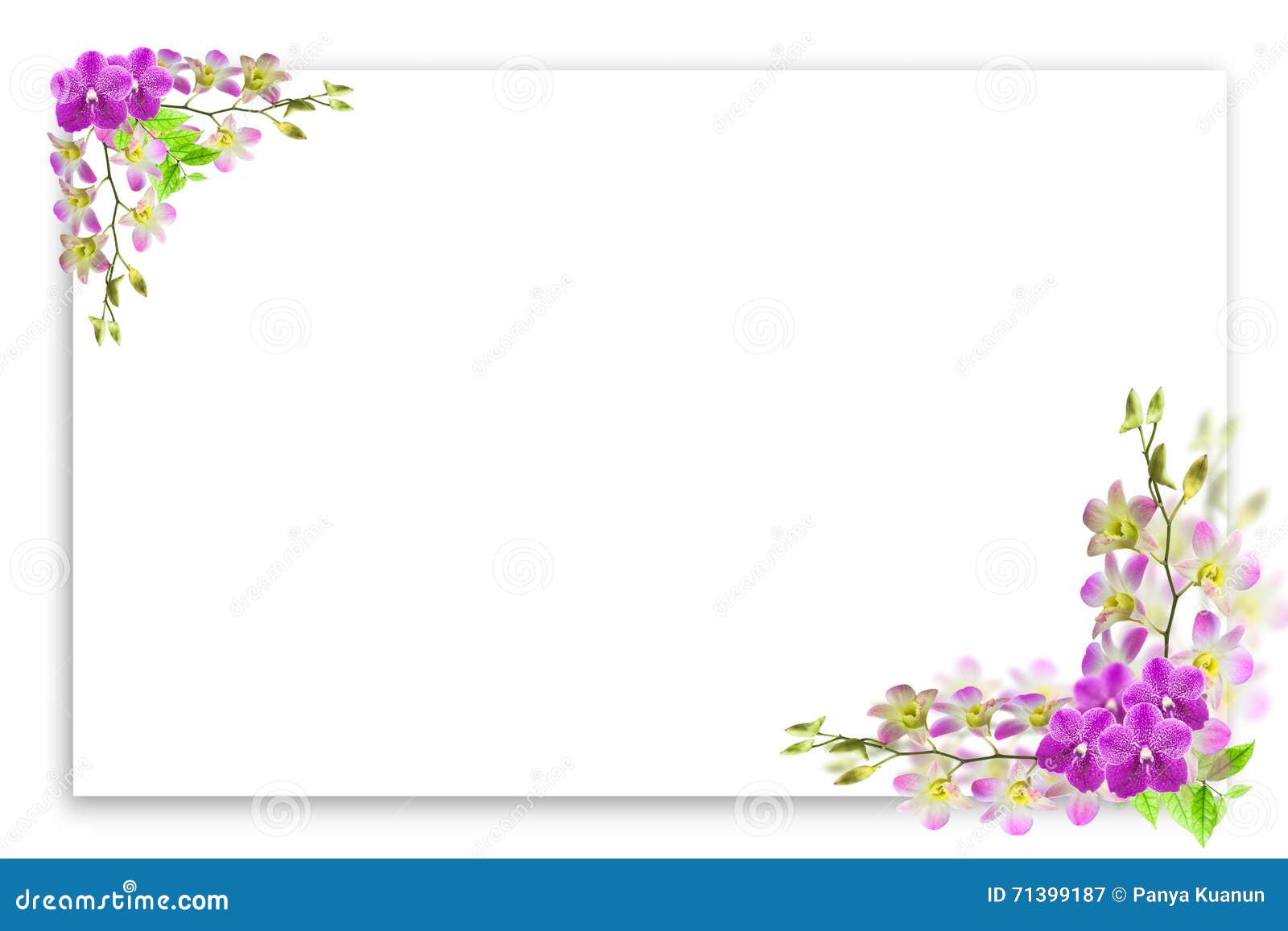 Beautiful Orchid Flower Frame on White with Blank Place for Text Stock ...