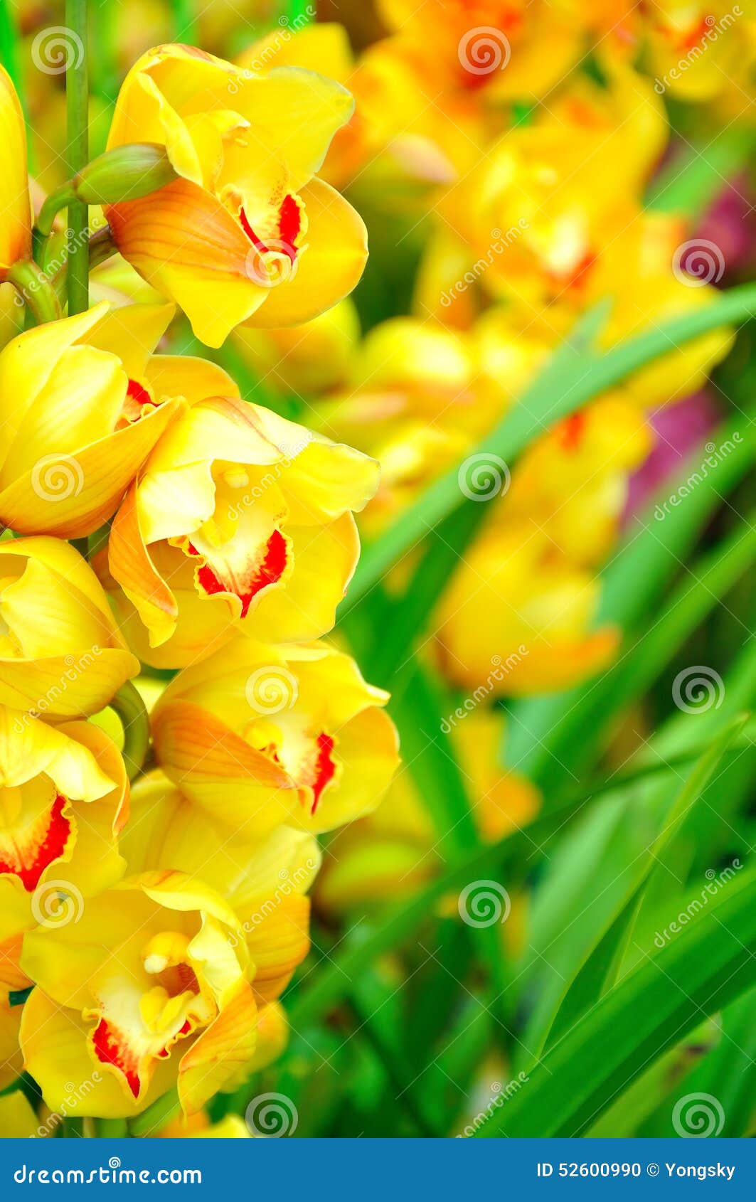 Beautiful orchid flowers stock photo. Image of flower - 52600990