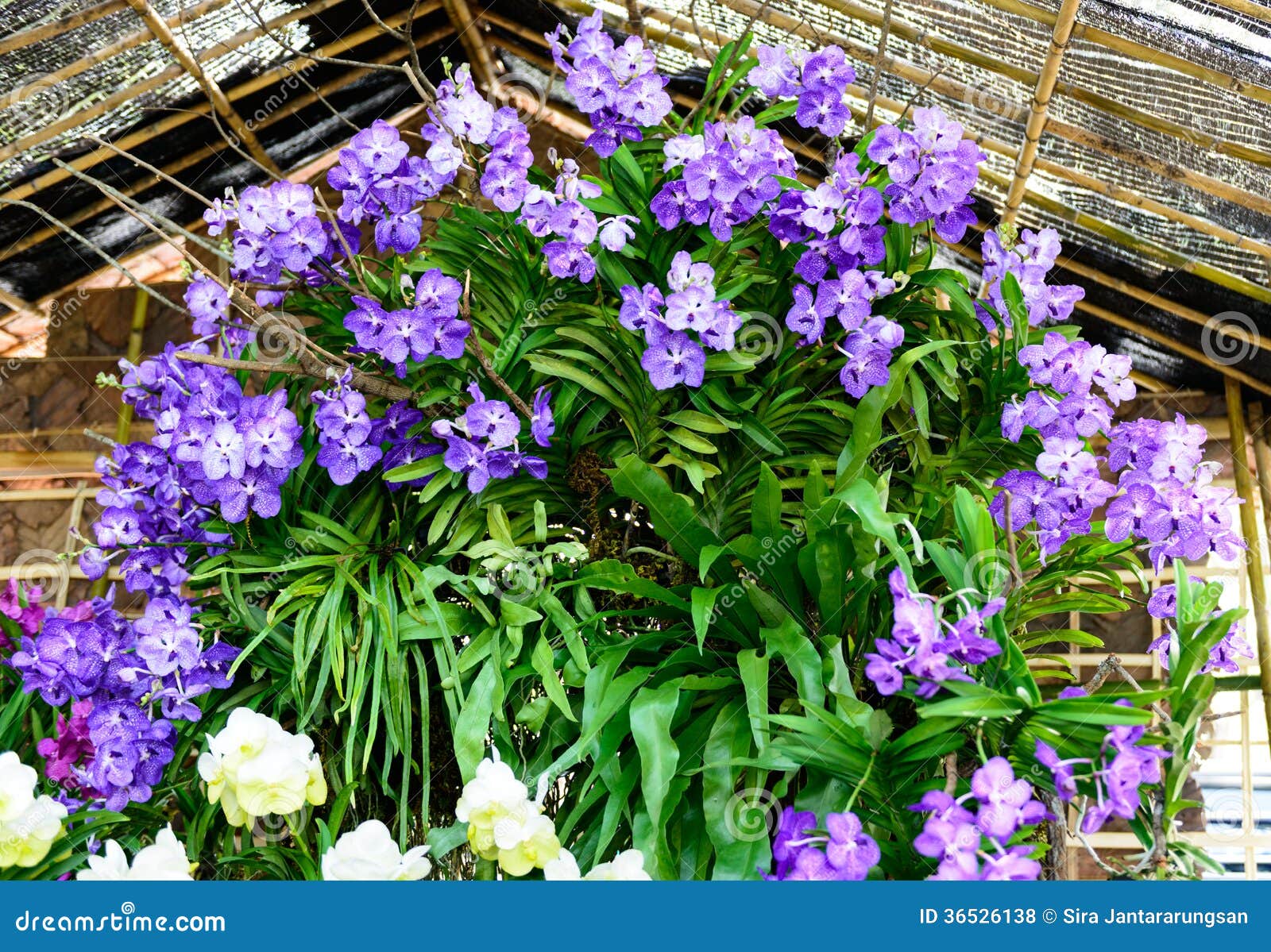 Beautiful Orchid from Garden Stock Photo - Image of purple, decorate ...