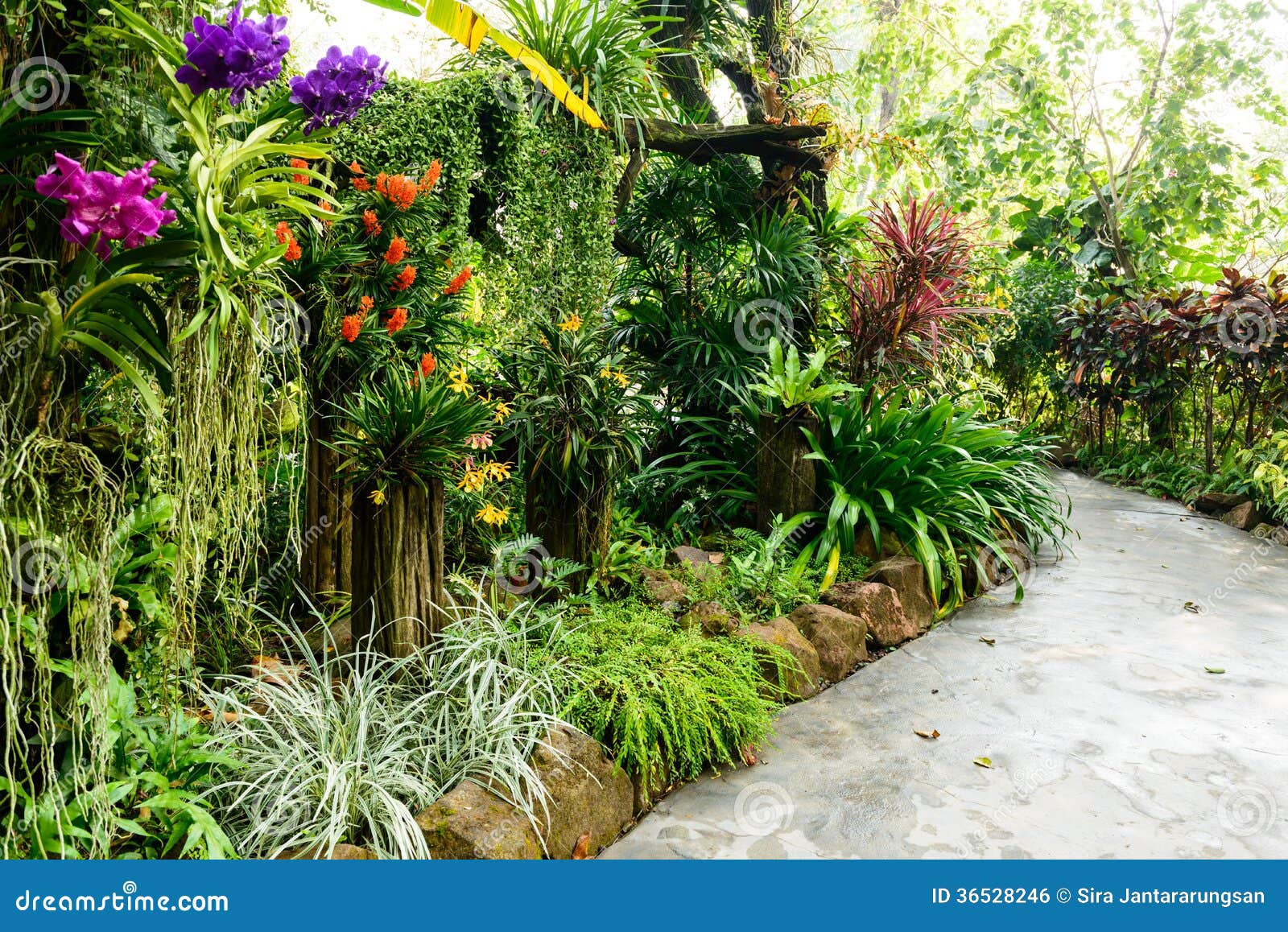 Beautiful Orchid from Garden Stock Photo - Image of flower, decorate ...