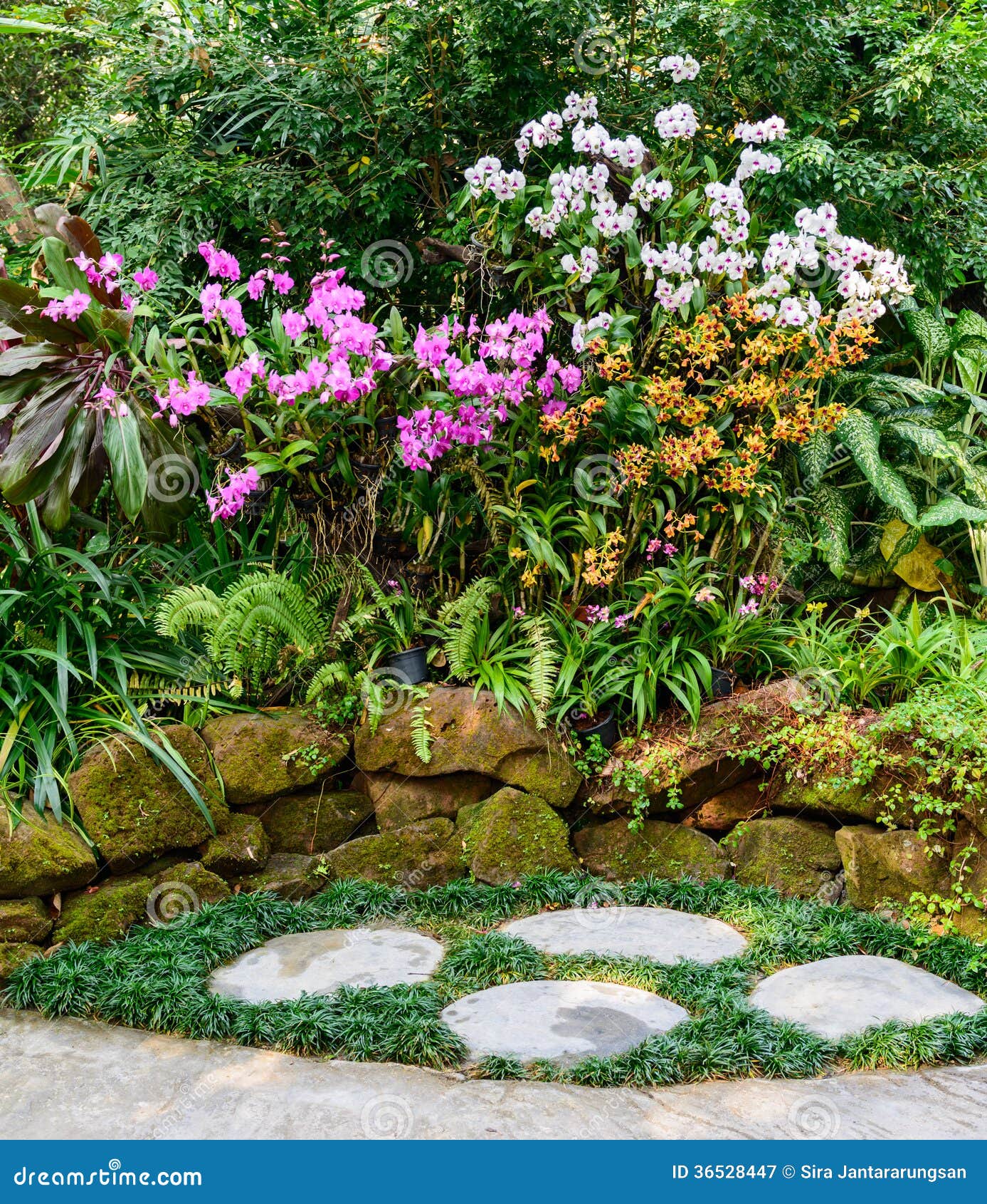 Beautiful Orchid from Garden Stock Image - Image of bloom, orchid: 36528447