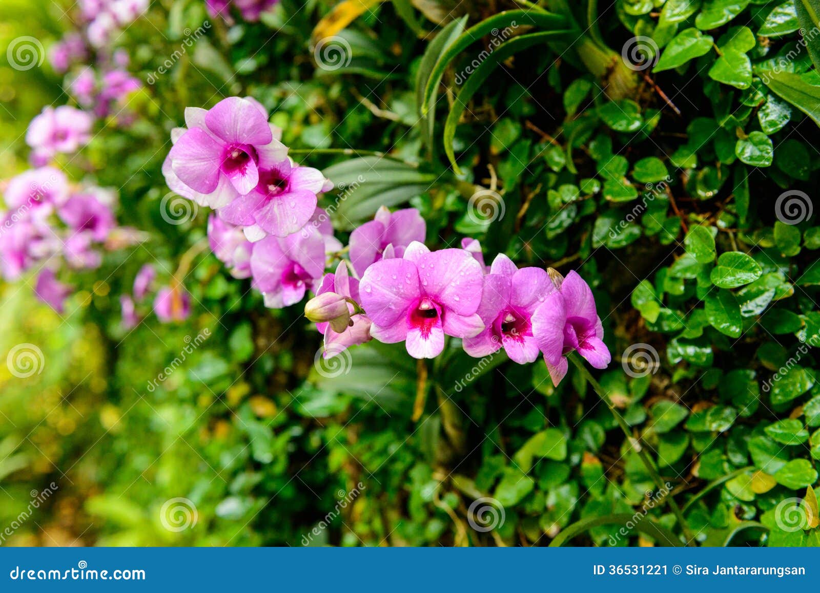 Beautiful Orchid from Garden Stock Image - Image of plant, flower: 36531221