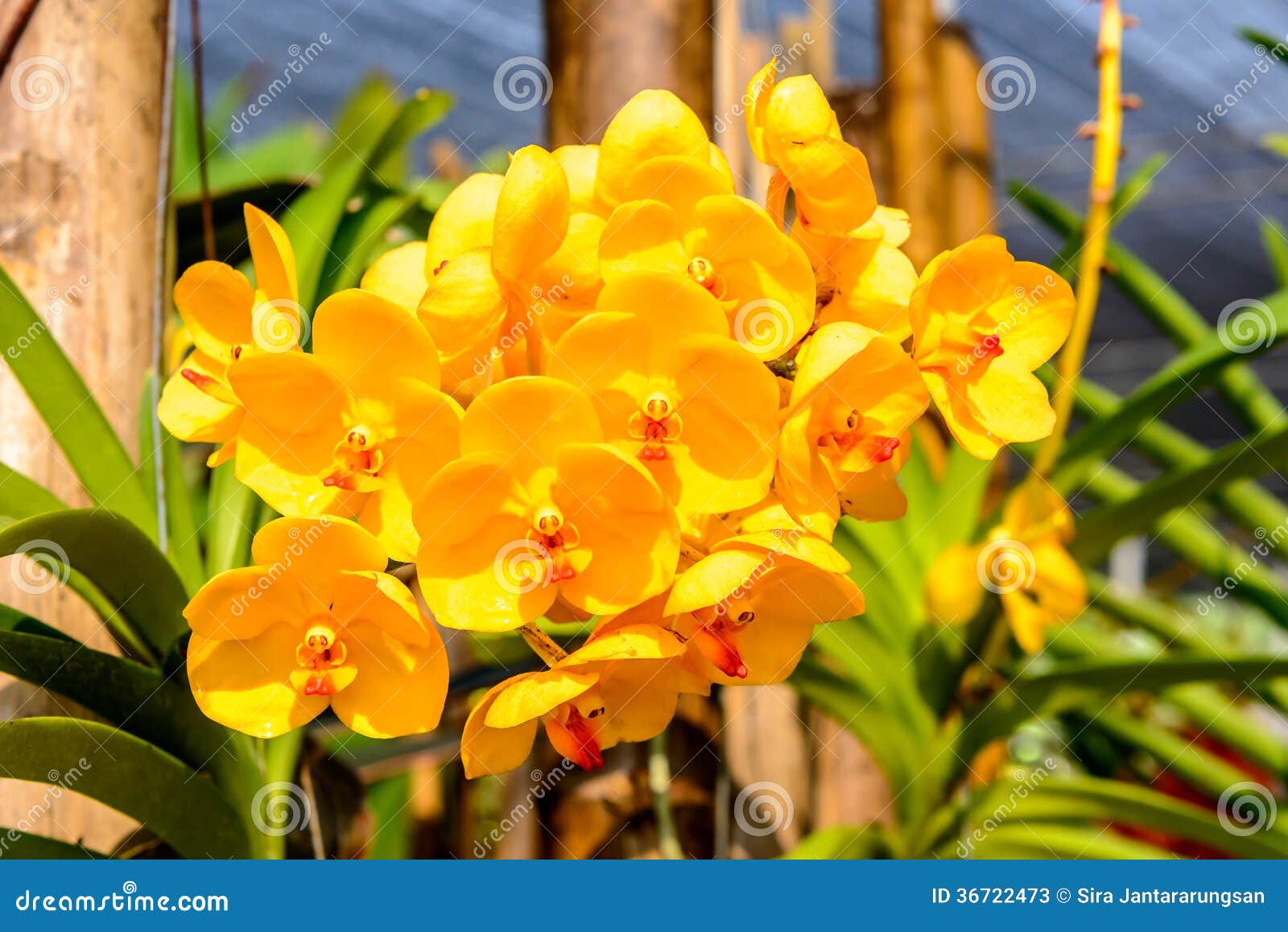 Beautiful Orchid from Garden Stock Image - Image of colorful, flower ...