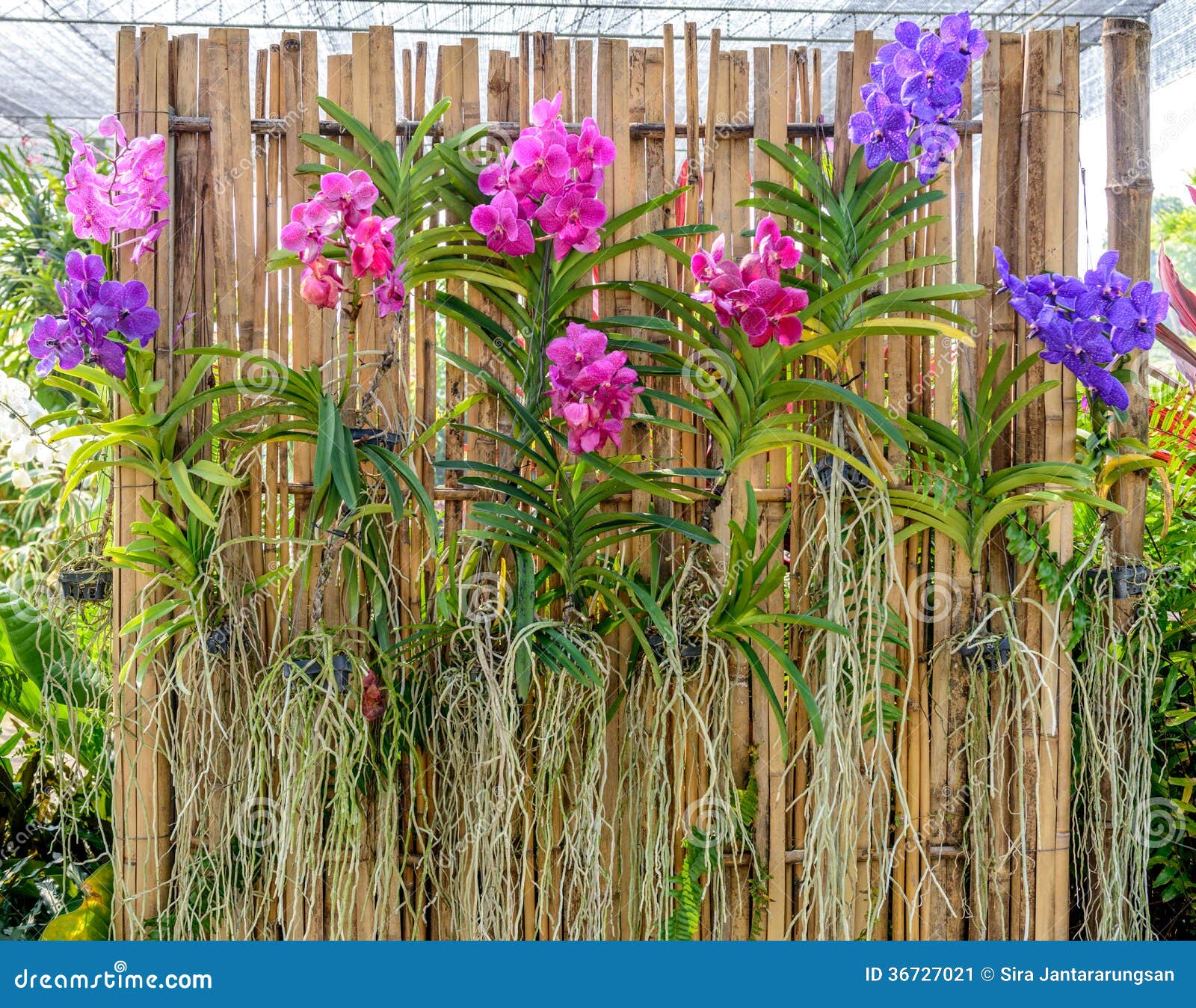 Beautiful Orchid from Garden Stock Image - Image of colorful, tropical ...