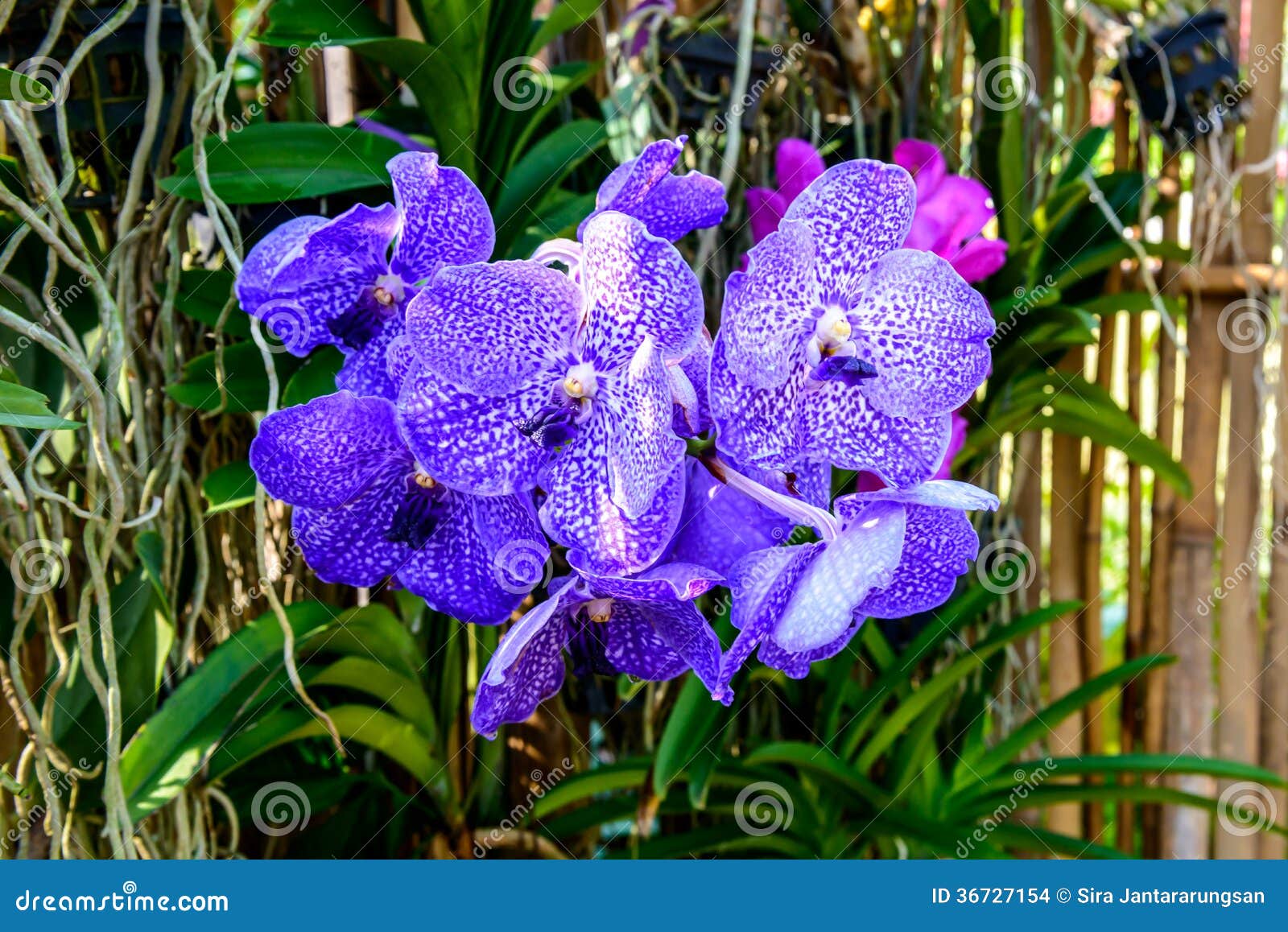 Beautiful Orchid from Garden Stock Photo - Image of flower, orchid ...