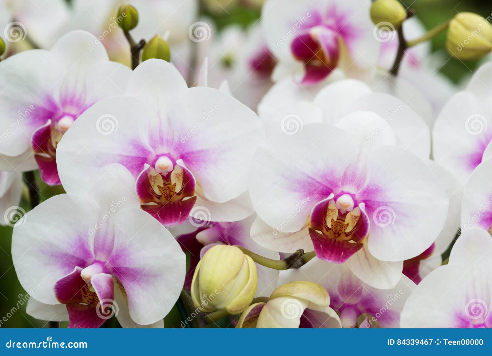 Beautiful Orchid in garden stock image. Image of bright - 84339467