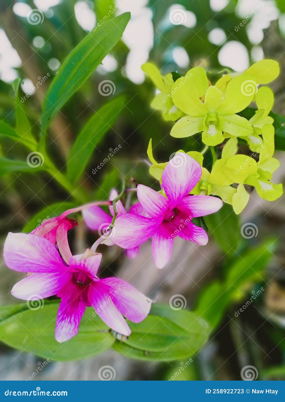 Beautiful Orchid Garden Growth Natural Stock Image - Image of beautiful ...