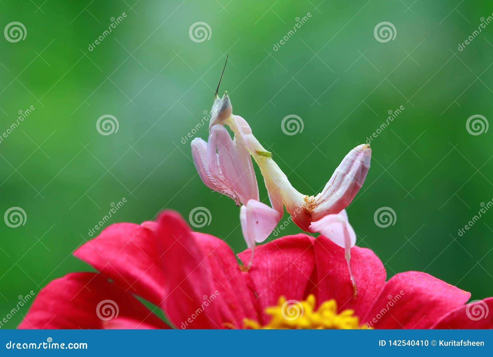 Beautiful Orchid Mantis Comouflage on Flowers Stock Photo - Image of ...