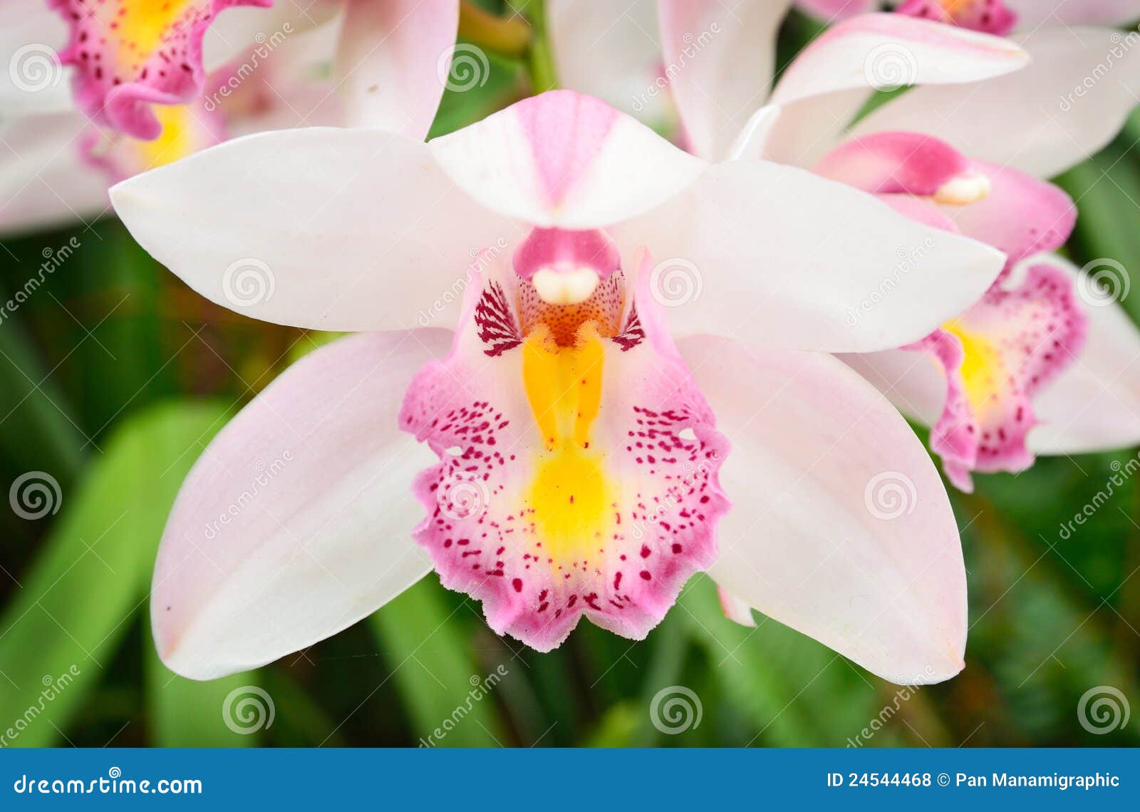 Beautiful orchid in nature stock photo. Image of gift - 24544468