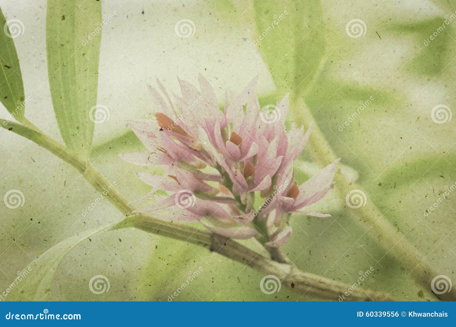 Beautiful Orchid on Paper Texture Stock Photo - Image of background ...